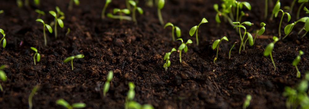 Soil and Its Acronyms – TerraCottem Australia